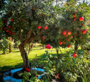 Pomegranate – Clelands NZ