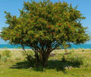 Pomegranate – Clelands NZ