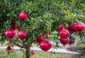 Pomegranate – Clelands NZ