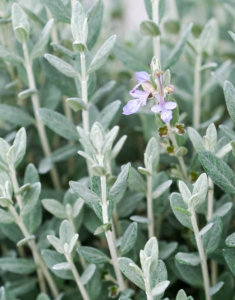 Teucrium Fruticans – Clelands NZ