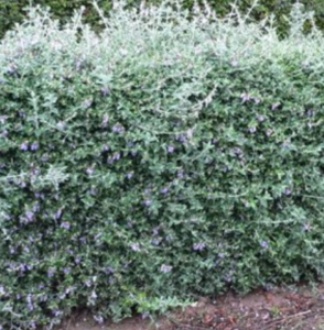 Teucrium Fruticans – Clelands NZ