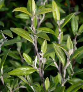 Corokia Gentry’s Green – Clelands NZ