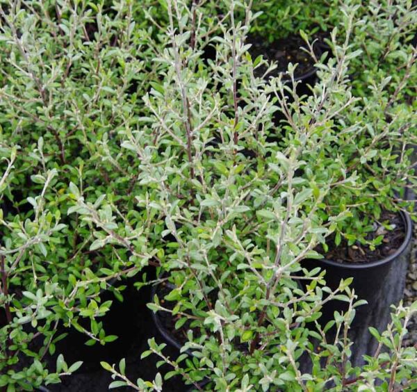Corokia Geentys Ghost (PVR) – Clelands NZ