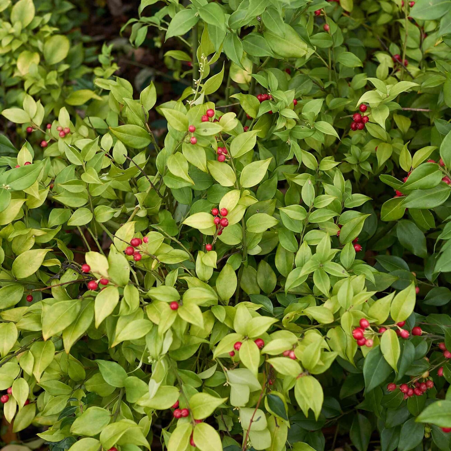 Sarcococca Ruscifolia – Clelands NZ